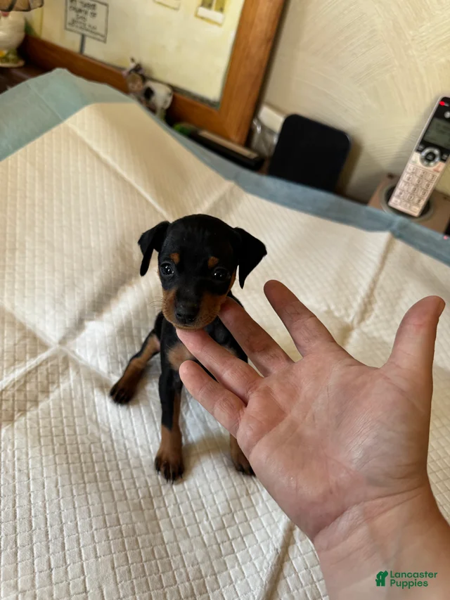 Miniature Pinscher Puppy 3 Miniature Pinscher for sale in Vanderbilt ...