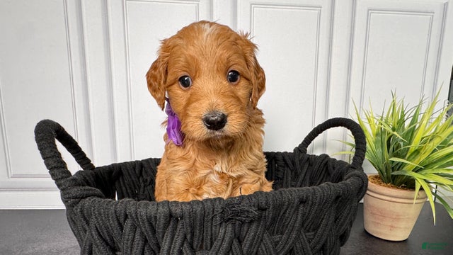 Mandie Mini Goldendoodle for sale in Millersburg | Lancaster Puppies