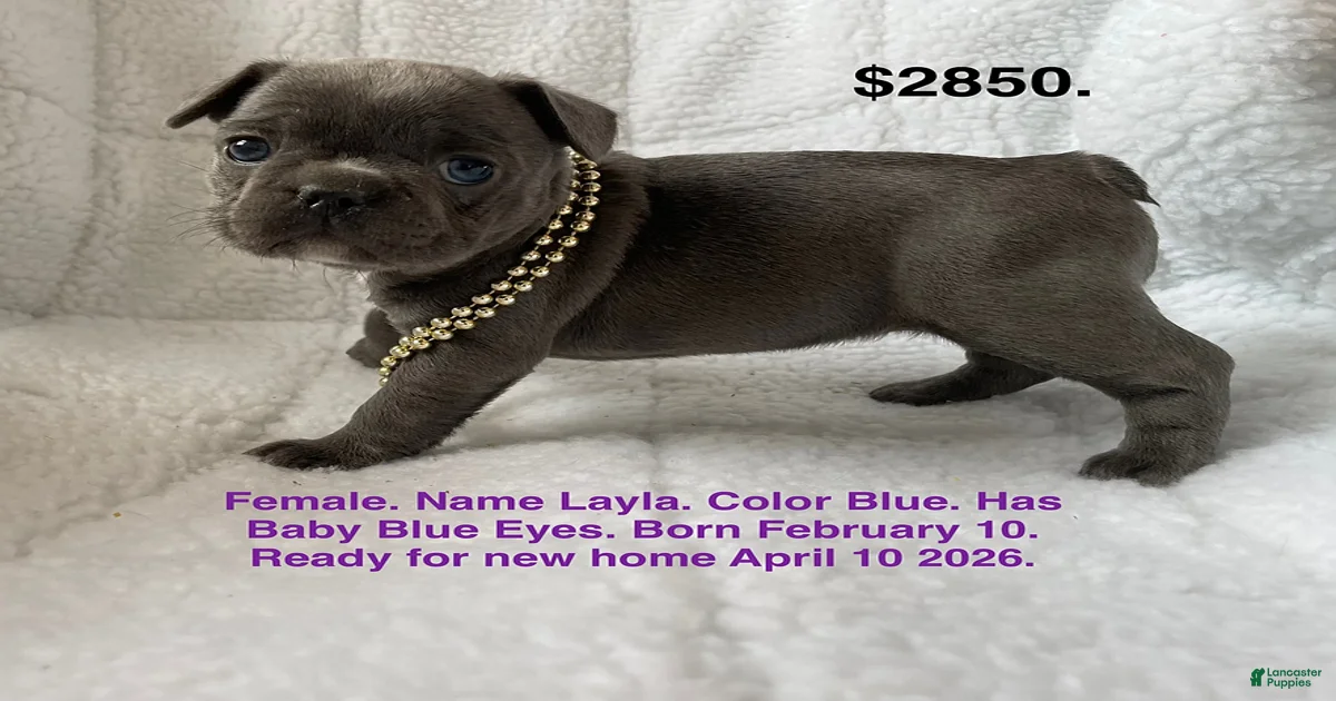 Layla French Bulldog for sale in Fort Plain | Lancaster Puppies