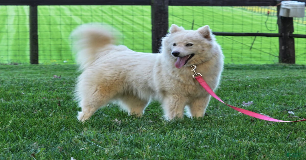 Miss Muffet for sale in Guthrie | Lancaster Puppies