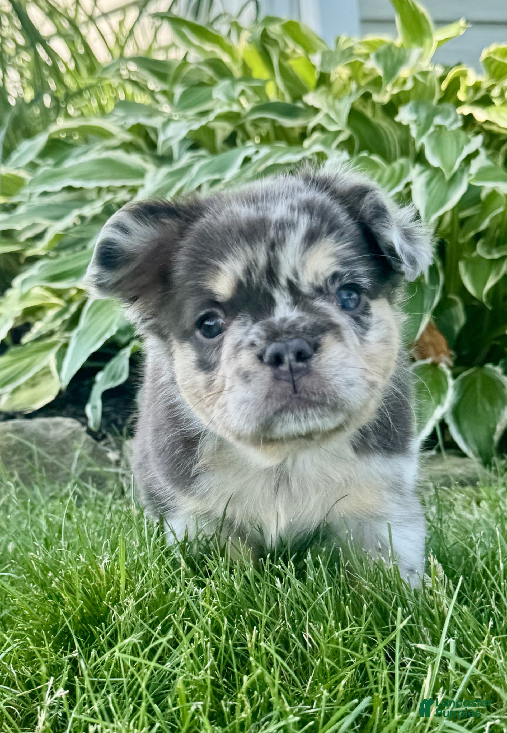 Jade French Bulldog for sale in North Canton | Lancaster Puppies