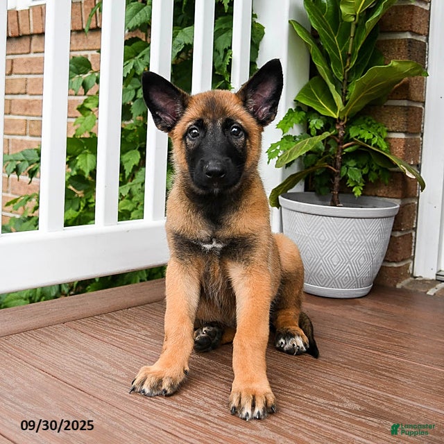 Elsa for sale in Honey Brook | Lancaster Puppies