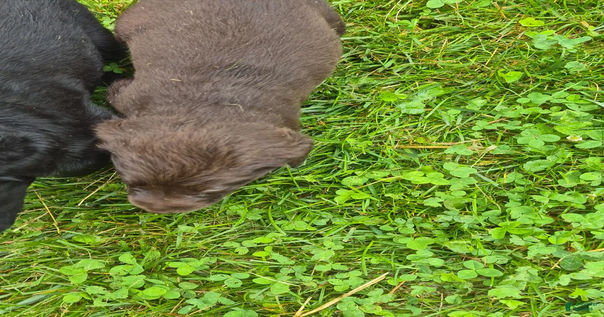 Puppy 3 Labrador Retriever for sale in Waldo | Lancaster Puppies