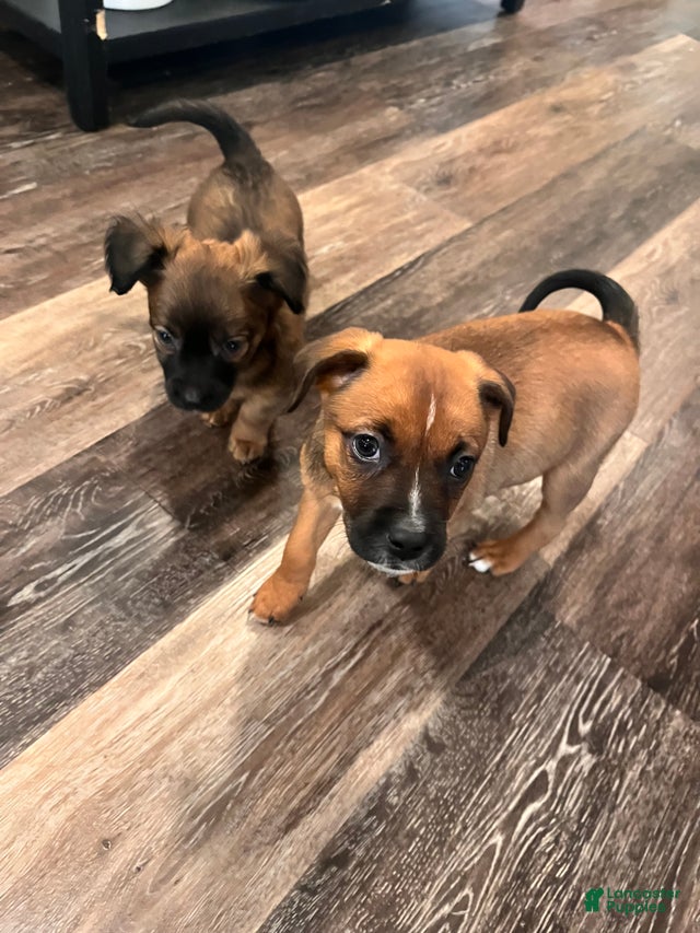 Mixed Breed Puppy 1 for sale in Bluffton | Lancaster Puppies