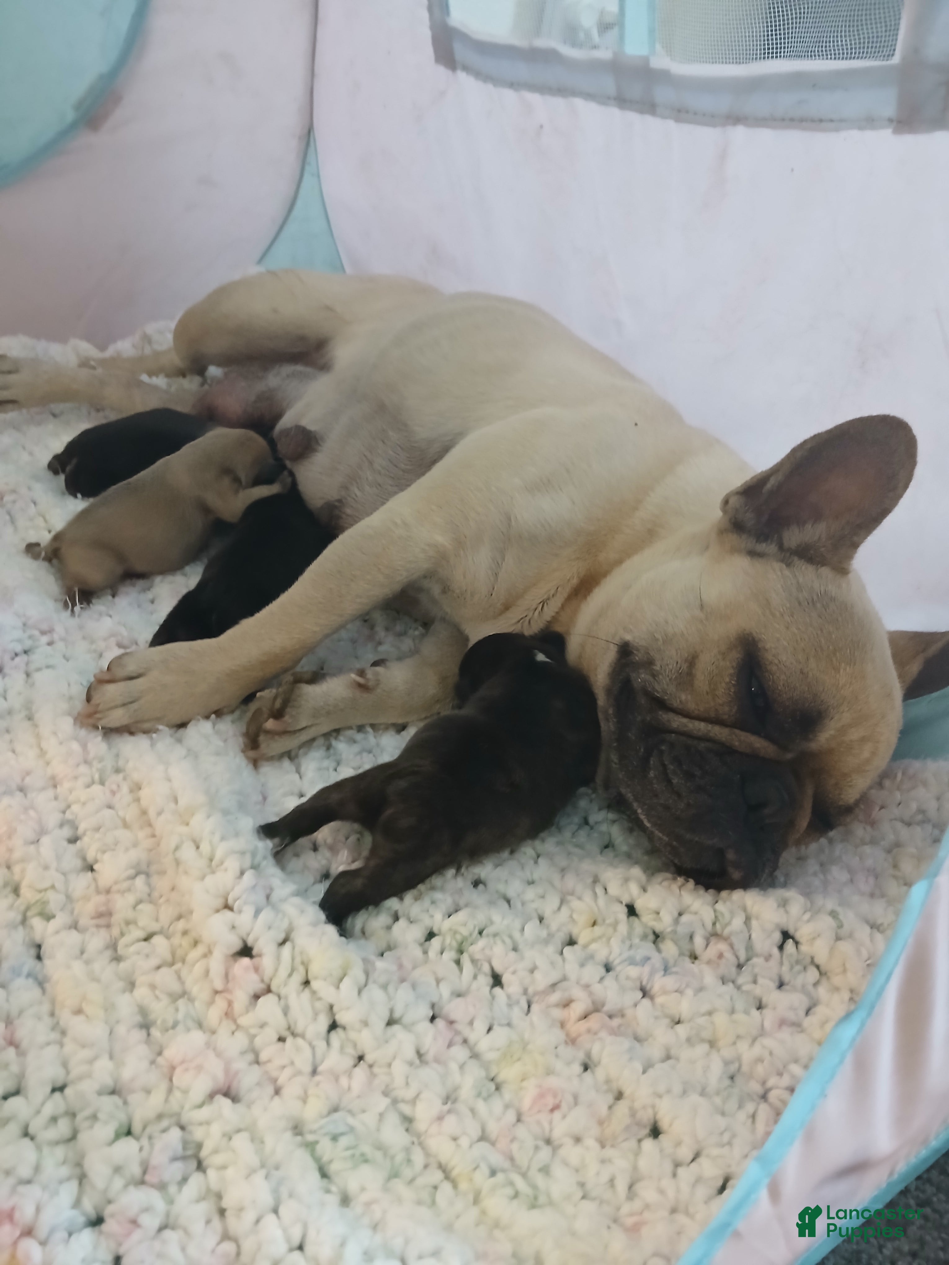 French Bulldog Puppy 1 French Bulldog for sale in Bloomington ...