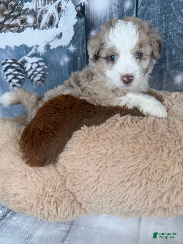 Heidi for sale in Fredericksburg | Lancaster Puppies