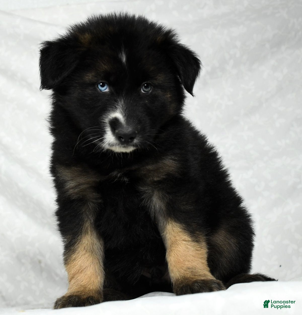 Gerberian Shepsky Puppies for sale | Lancaster Puppies