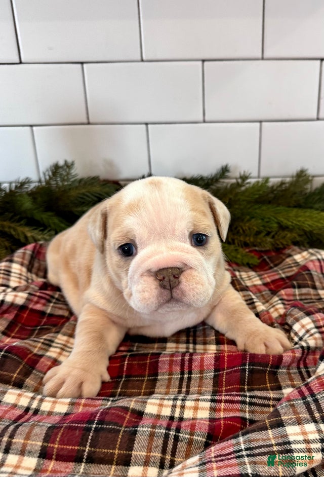 Winnie for sale in Myerstown | Lancaster Puppies