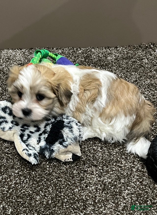 Rocky for sale in Dover | Lancaster Puppies