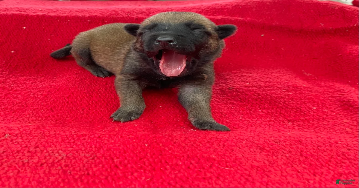 Belgian Malinois Puppies for sale | Lancaster Puppies