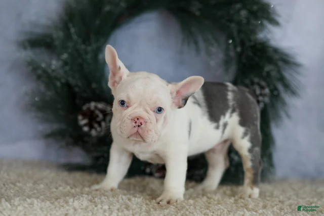 Logan for sale in Baltic | Lancaster Puppies