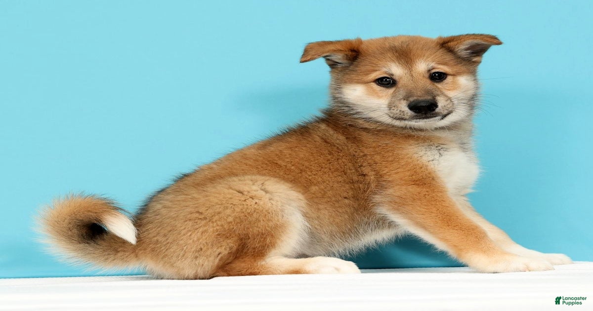 Jasper for sale in Fresno | Lancaster Puppies