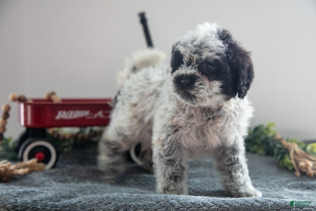 Oreo for sale in Fredericksburg | Lancaster Puppies