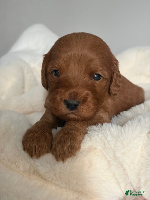 Mini Goldendoodle Puppy 5 for sale in Ephrata | Lancaster Puppies
