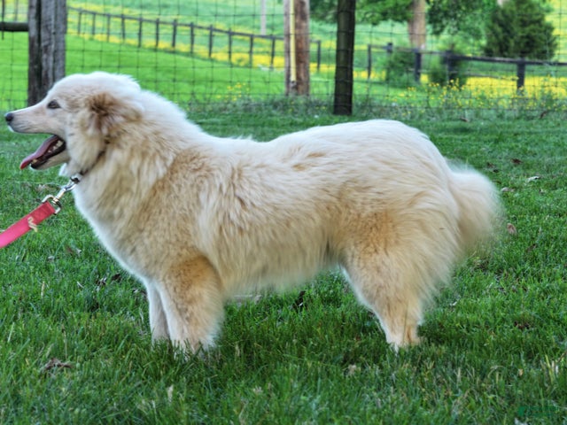 Miss Muffet for sale in Guthrie | Lancaster Puppies