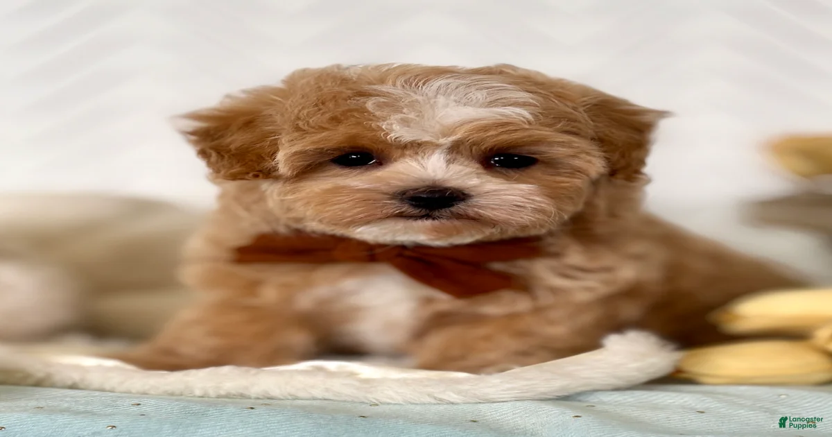 Maltipoo Puppies for sale in Chicago, Illinois | Lancaster Puppies