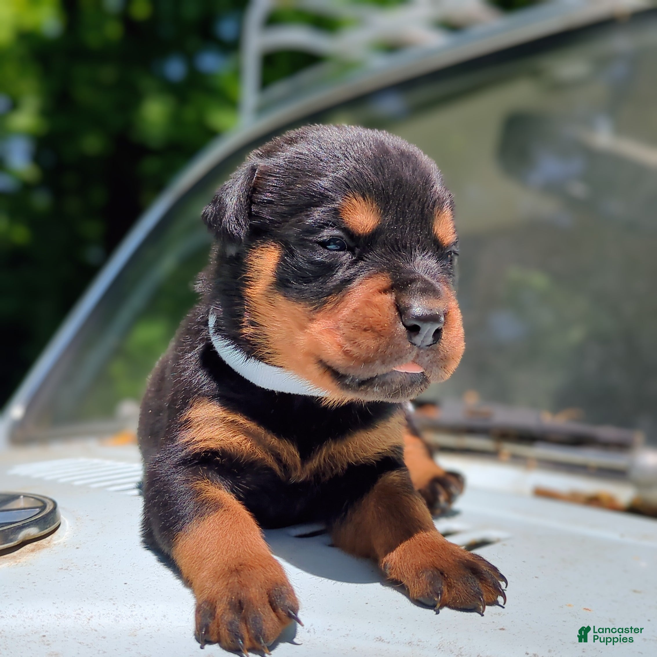 Cobra Rottweiler for sale in Nappanee | Lancaster Puppies
