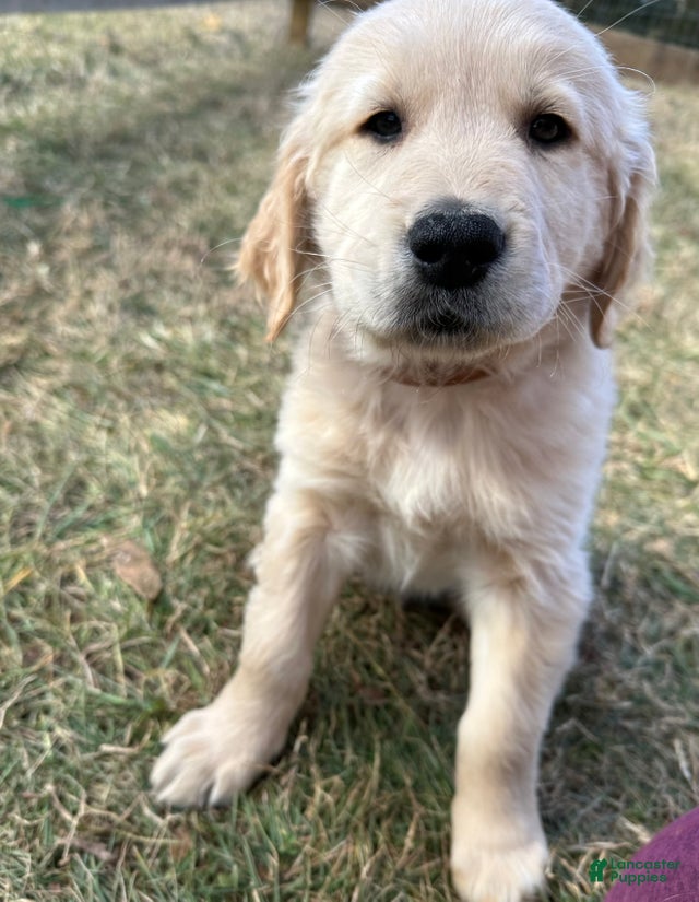 Pippa for sale in Mineral | Lancaster Puppies