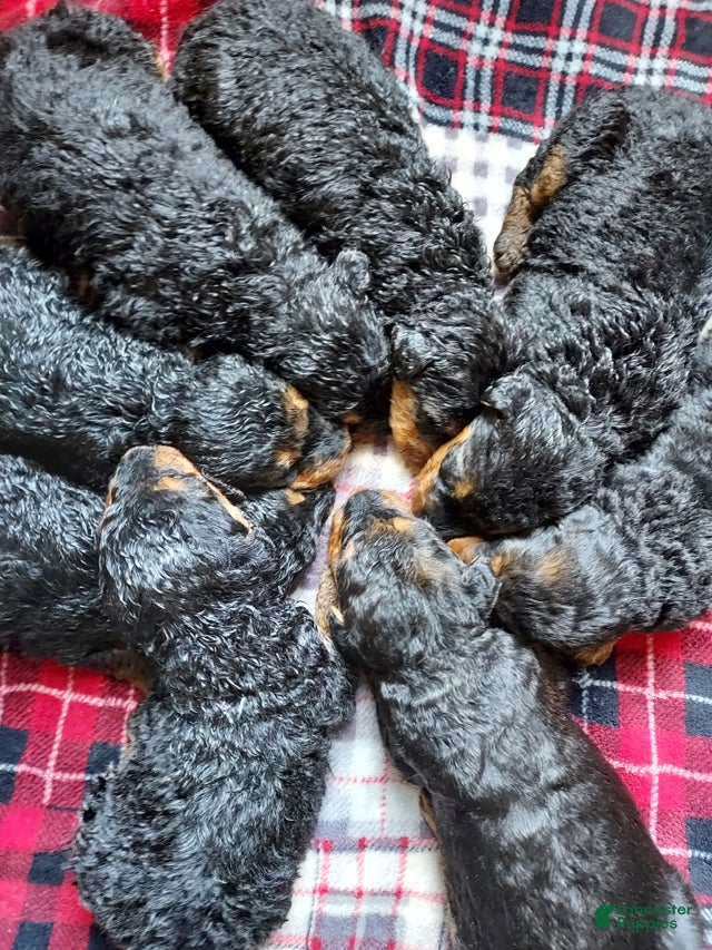 Airedale Terrier Puppy 1 for sale in Abbeville | Lancaster Puppies