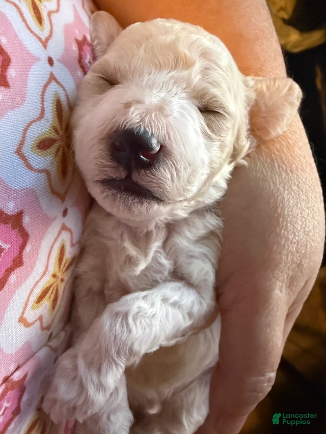 AKC Miniature Poodle Abstract Cream White Male for sale in Phoenix ...