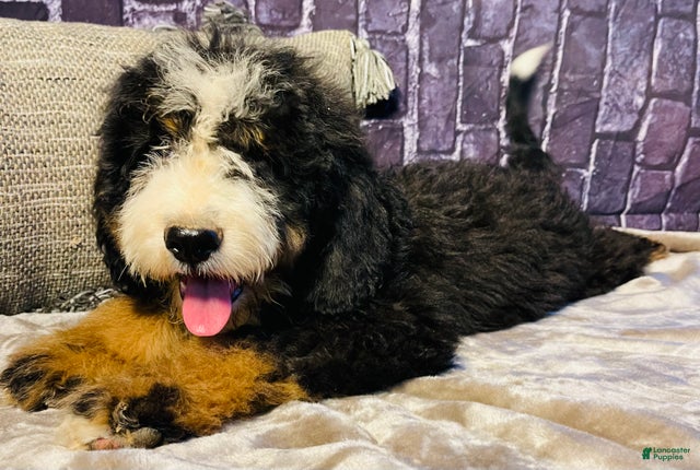 Theo 💙 Ultra Bernedoodle Puppy for sale in Cookeville | Lancaster Puppies