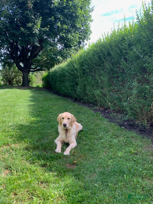 Elsa for sale in Sugarcreek | Lancaster Puppies