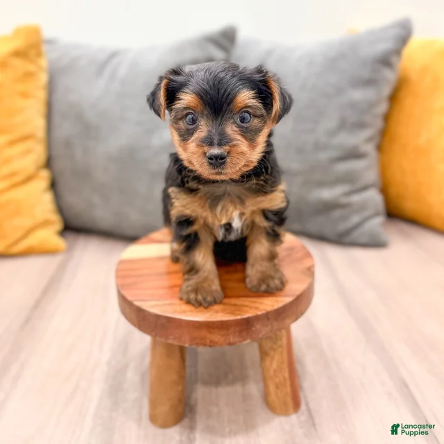 Chief Yorkshire Terrier for sale in Mount Eaton | Lancaster Puppies
