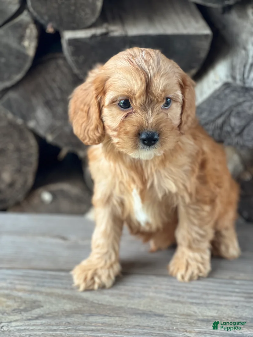 Desiree Cavapoo for sale in Dundee | Lancaster Puppies