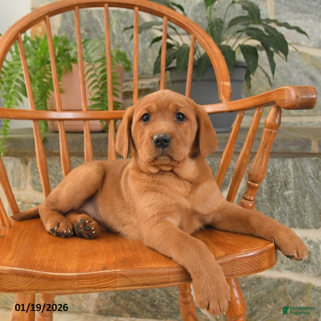 Ginger for sale in East Earl | Lancaster Puppies
