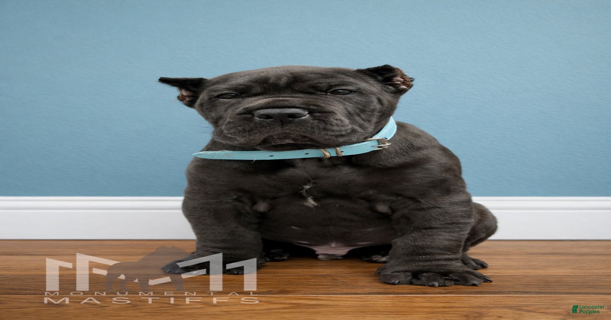 Light Blue Male for sale in Bloomingdale | Lancaster Puppies