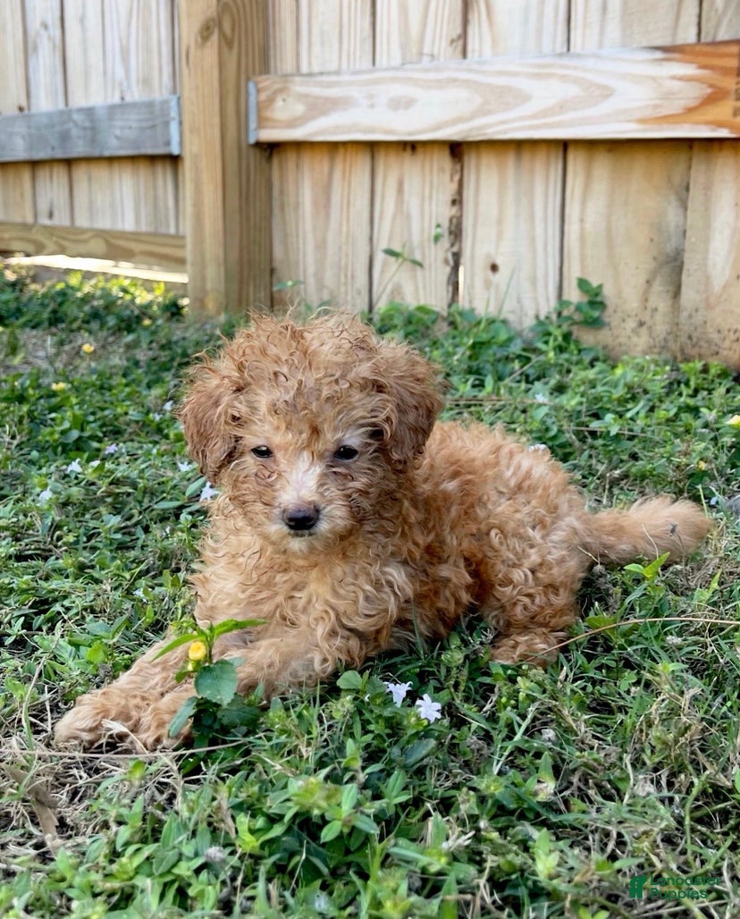 Toy Poodle Puppy 2 for sale in Sarasota | Lancaster Puppies