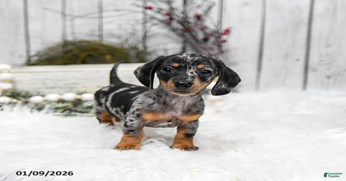 Annie for sale in Terre Hill | Lancaster Puppies