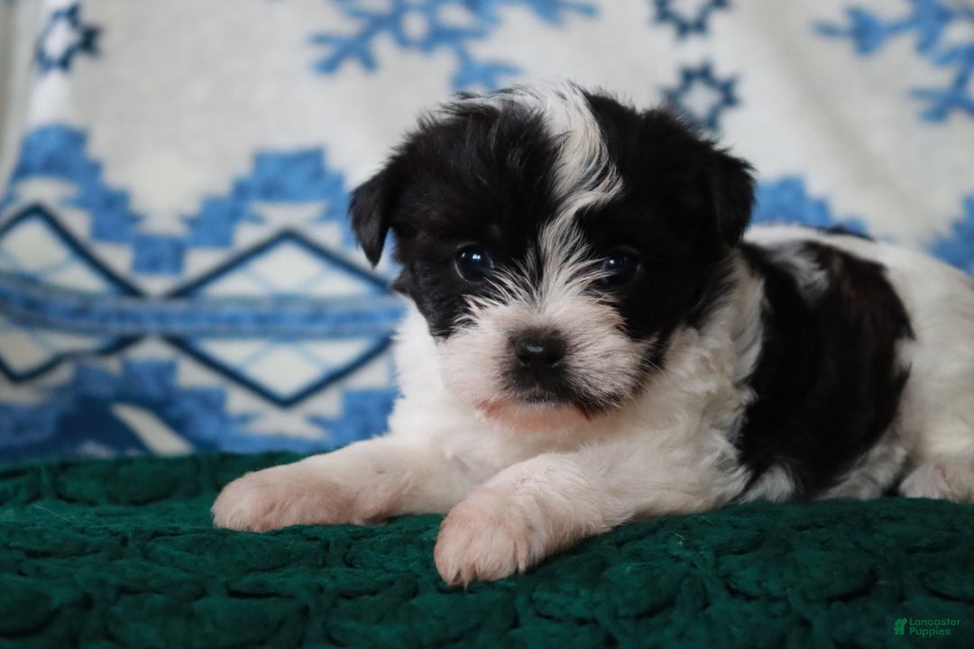 Deb for sale in Romulus | Lancaster Puppies
