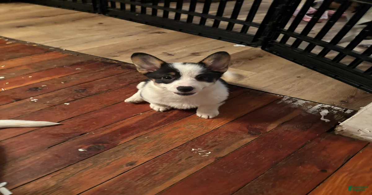 Molly American Corgi for sale in Lake Station | Lancaster Puppies