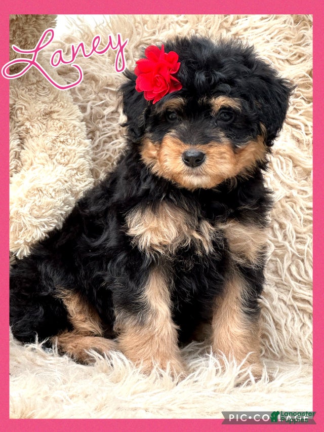 Laney for sale in Holmesville | Lancaster Puppies
