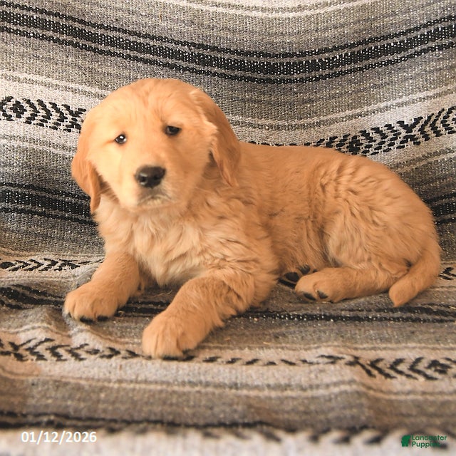 Foxy for sale in Taneytown | Lancaster Puppies