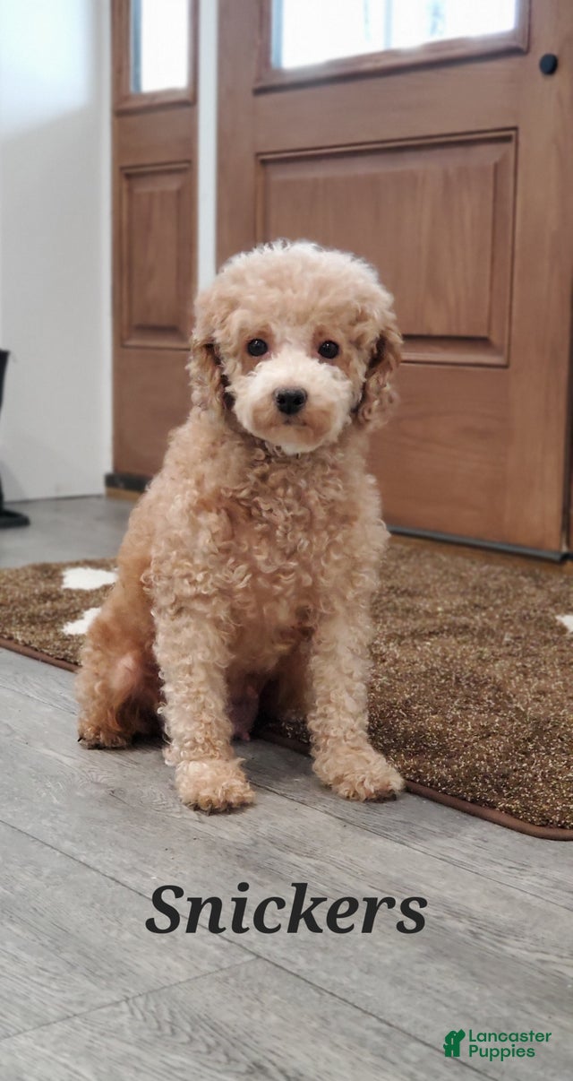 Prince for sale in Penn Yan | Lancaster Puppies