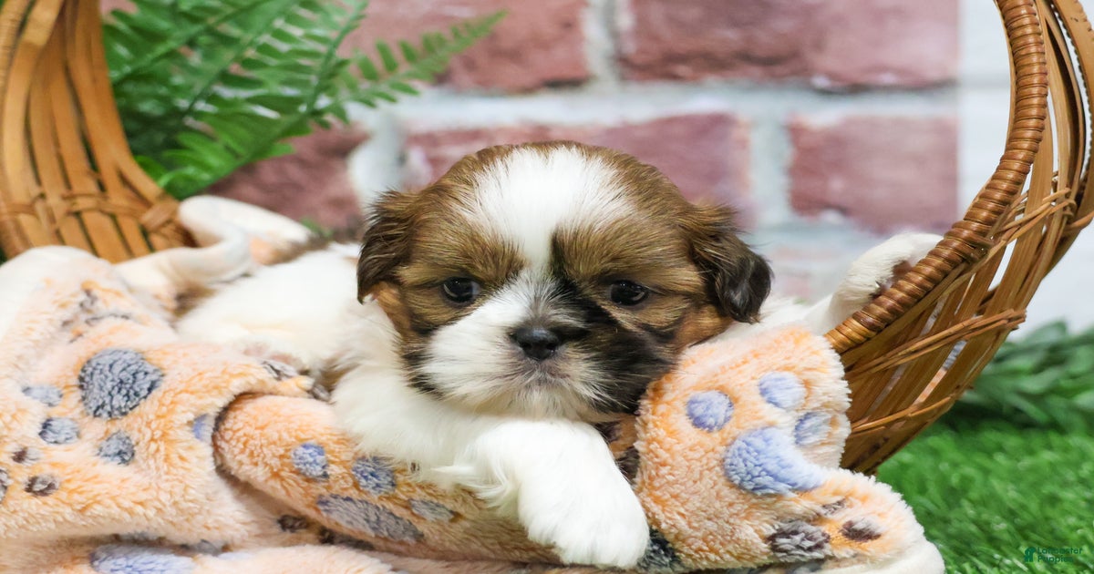 Dover for sale in Syracuse | Lancaster Puppies