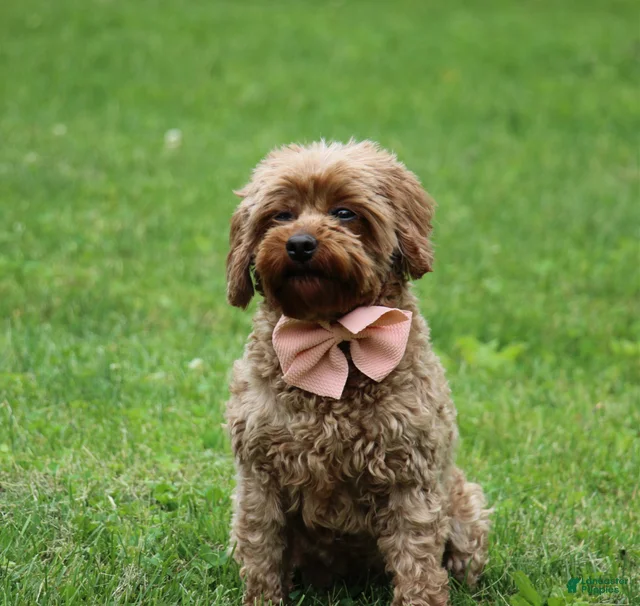 Layla Cavapoo for sale in Lewisburg | Lancaster Puppies
