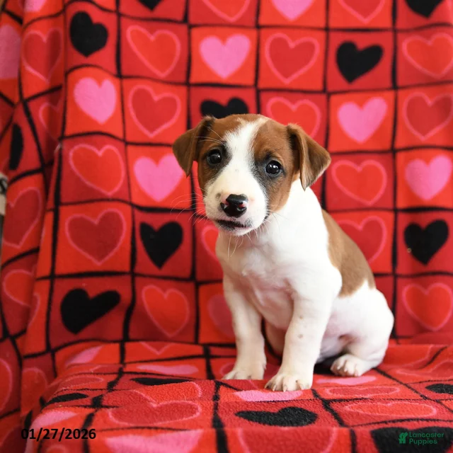 Valentine for sale in East Earl | Lancaster Puppies