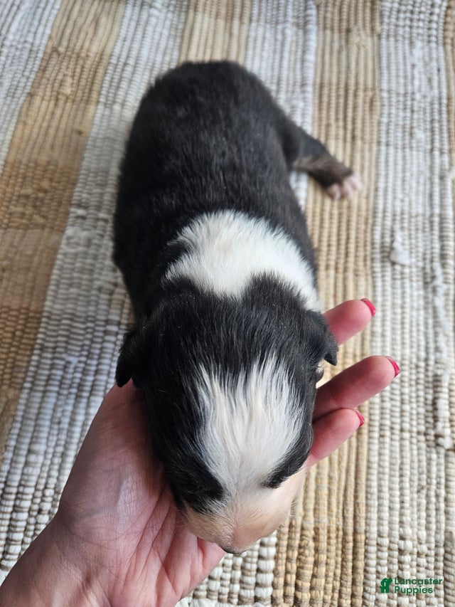 Cheif for sale in Crab Orchard | Lancaster Puppies