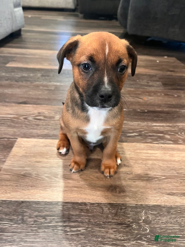 Mixed Breed Puppy 1 for sale in Bluffton | Lancaster Puppies