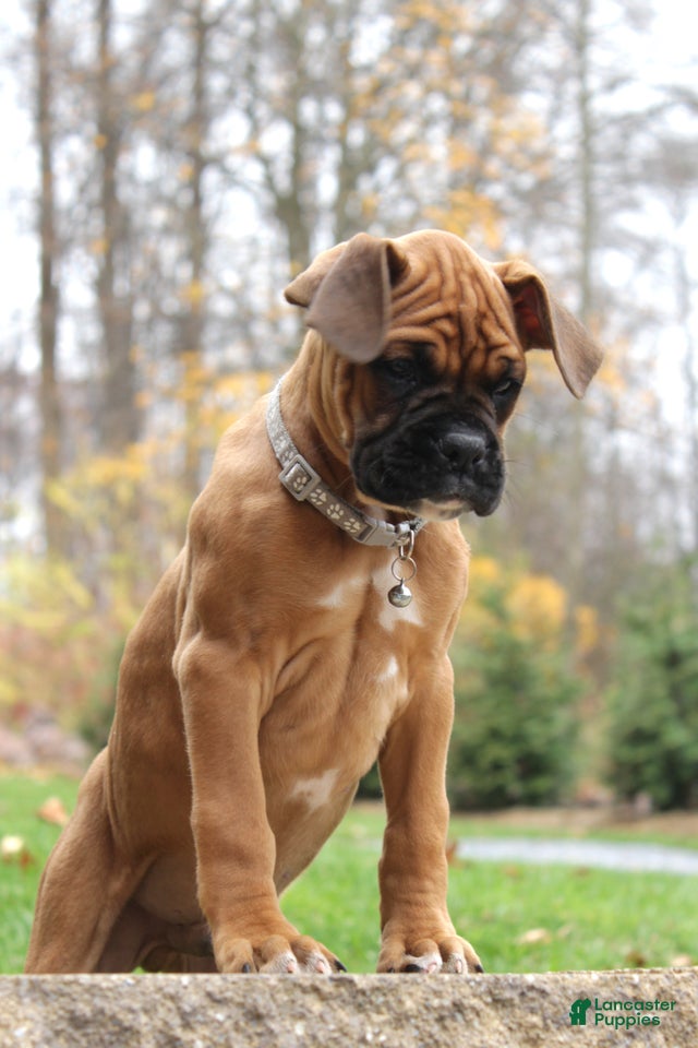 Tucker for sale in Denver | Lancaster Puppies