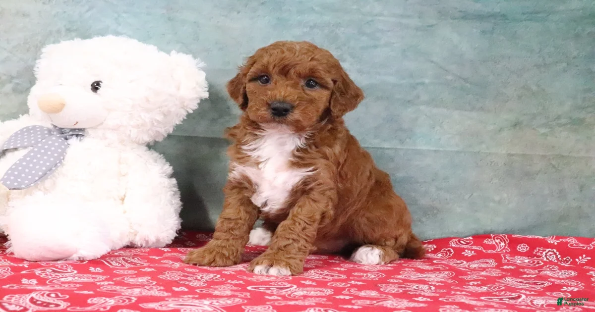 Dixie Mini Goldendoodle for sale in Baltic | Lancaster Puppies