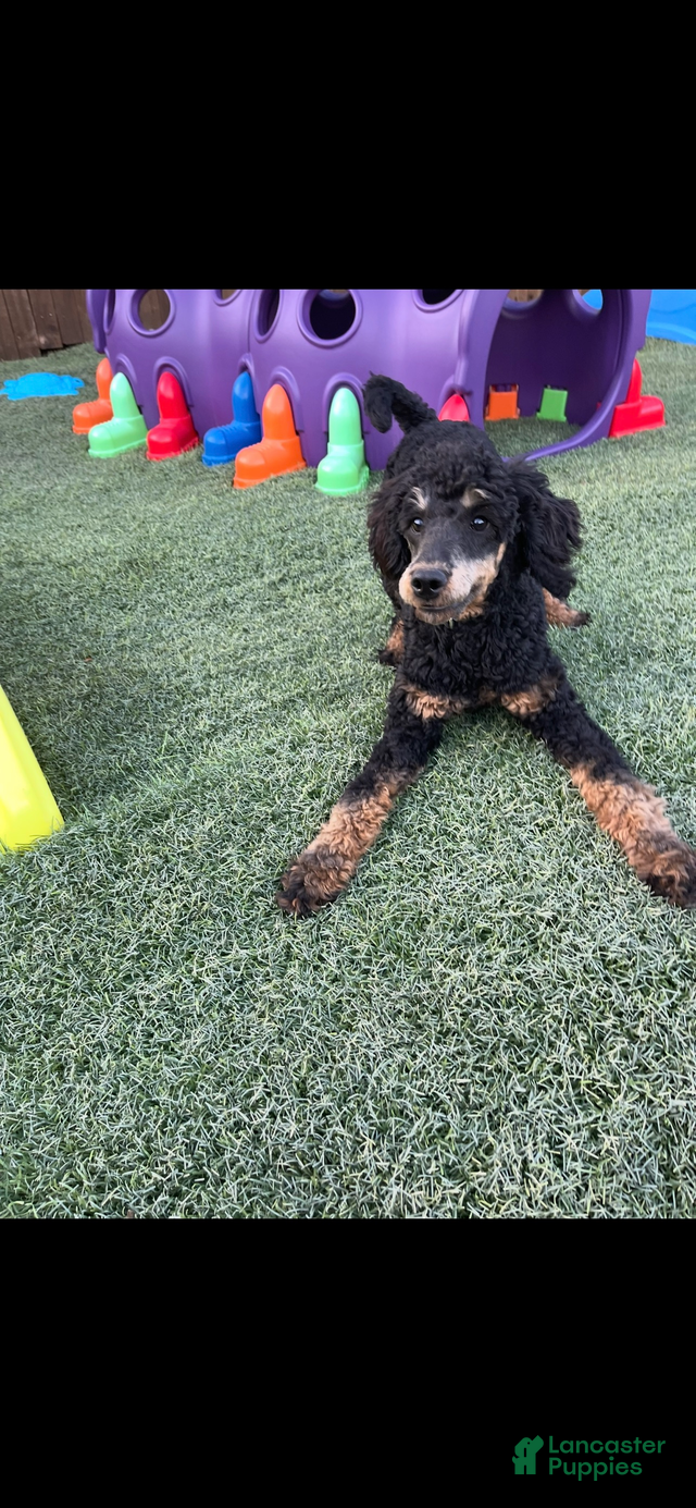 Akc Clear 🧬 Moyen Boy Cinch for sale in | Lancaster Puppies