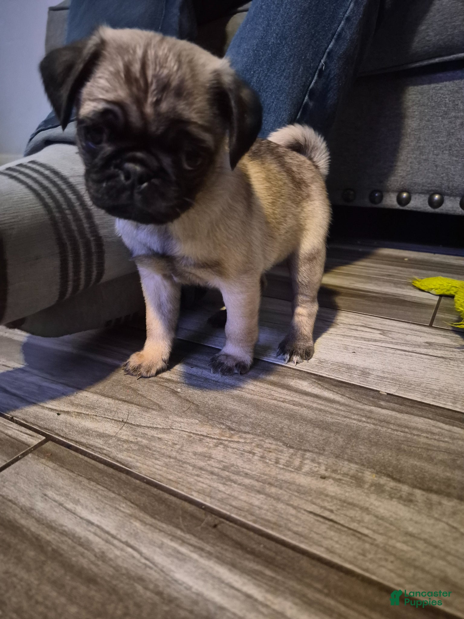Pug Puppy 1 Pug for sale in El Mirage | Lancaster Puppies