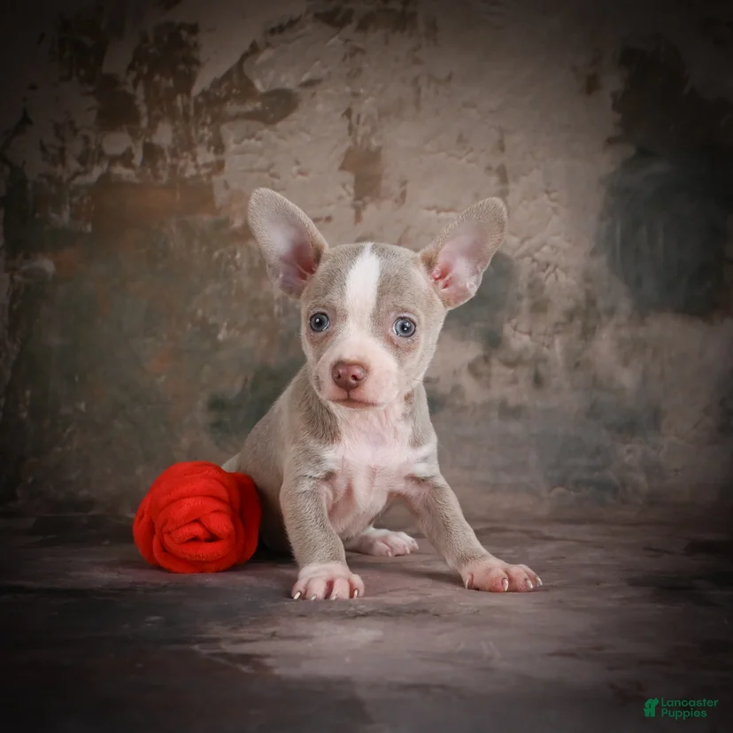 Jay Chihuahua for sale in Millersburg | Lancaster Puppies