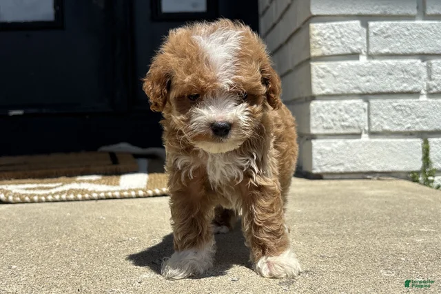 Keith Mini Goldendoodle for sale in Hoagland | Lancaster Puppies