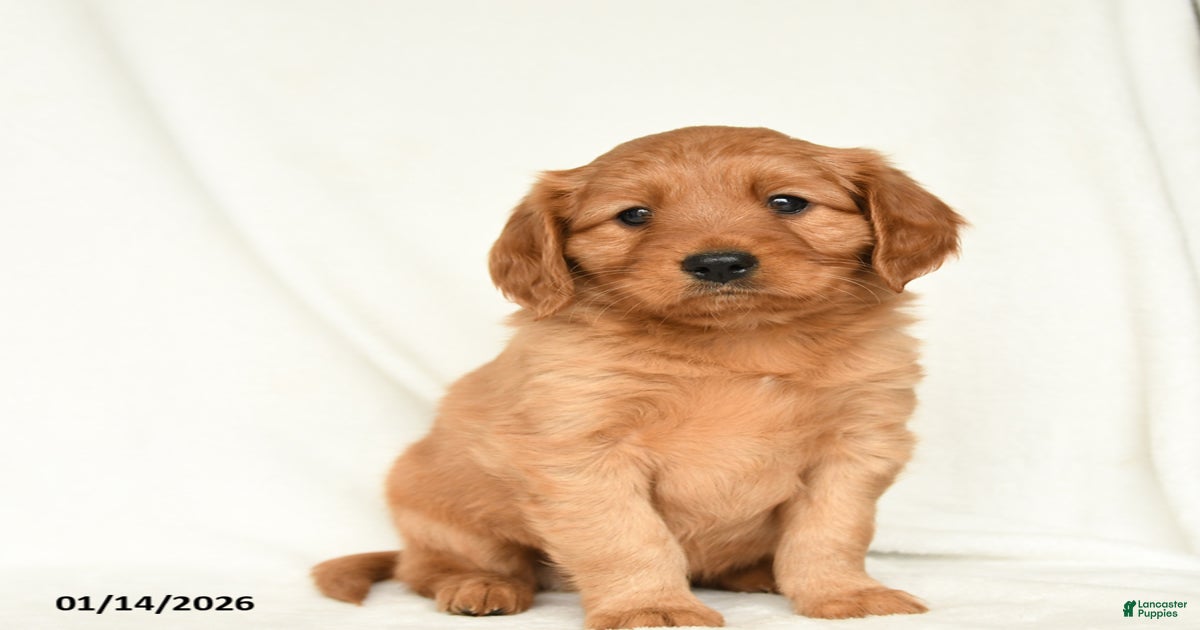 Eli for sale in Narvon | Lancaster Puppies