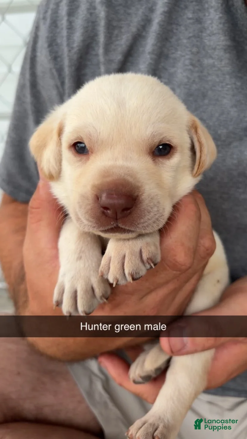 Hunter Green Male Labrador Retriever for sale in Saint Stephen ...
